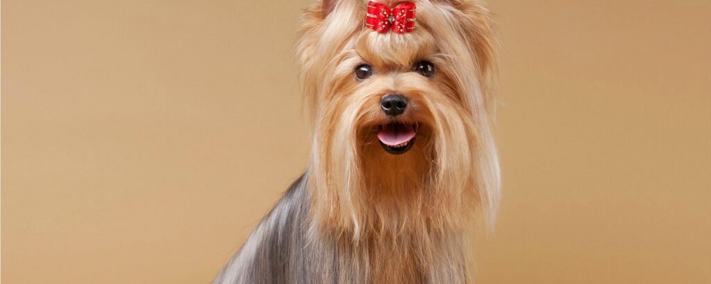 the 6 worst dog grooming trends - QC Pet Studies