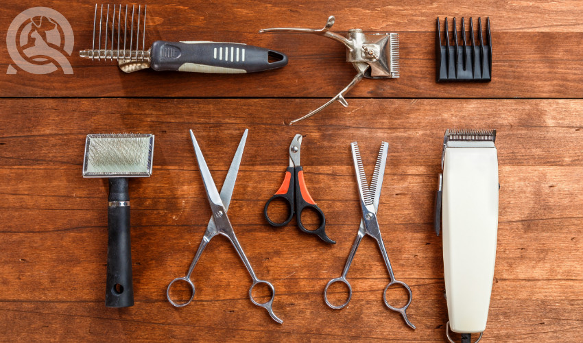 What Equipment Do Dog Groomers Need