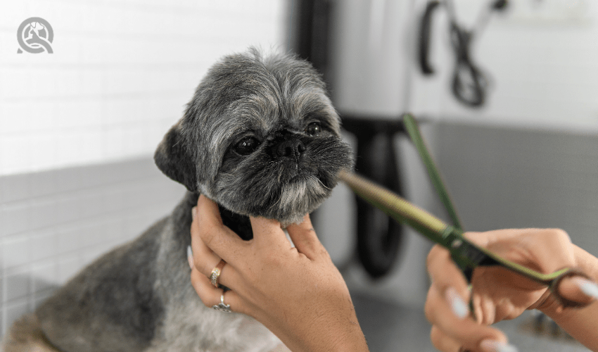 The 3 Dog Haircut Styles My Clients Request Most QC Pet Studies The 3 Dog Haircut Styles My Clients Request Most QC Pet Studies