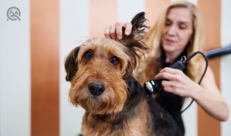 The 8 Best Careers in The Pet Industry - QC Pet Studies